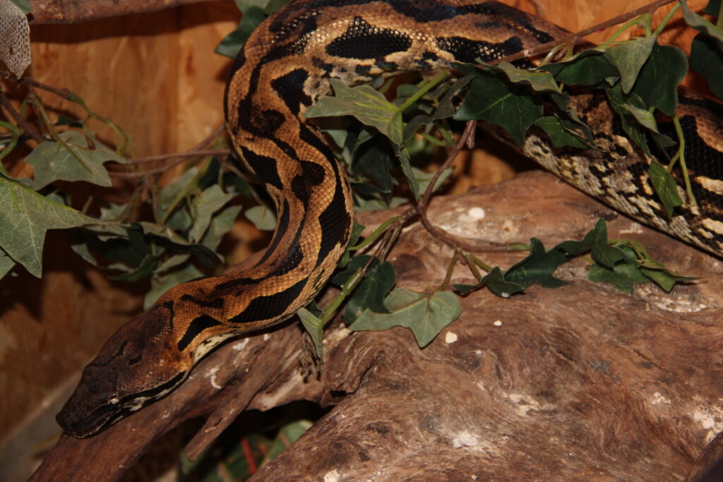 Madagaskar Boa - Slangetaemmer - i Aars, nær Aalborg